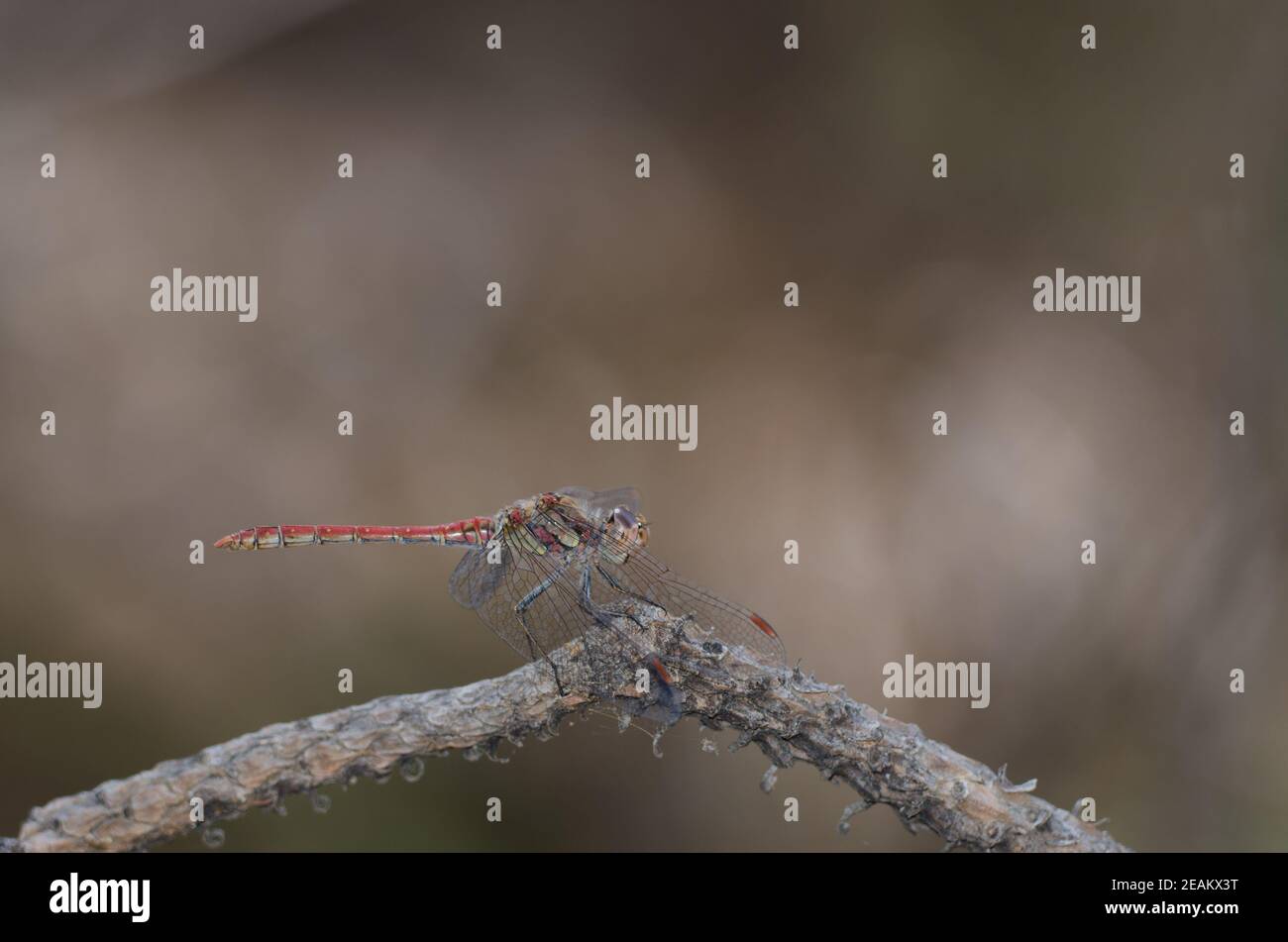 Nigrifemur hi-res stock photography and images - Alamy