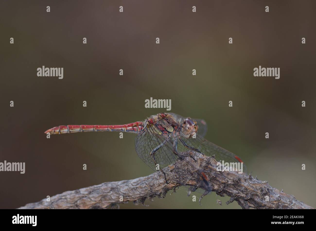 Island Darter Sympetrum nigrifemur on a branch Stock Photo - Alamy