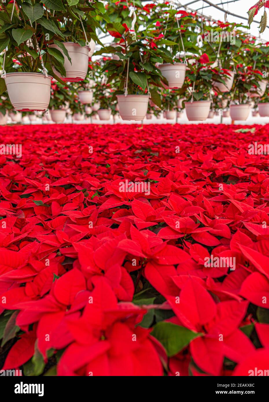 Red Poinsettia flower Stock Photo - Alamy