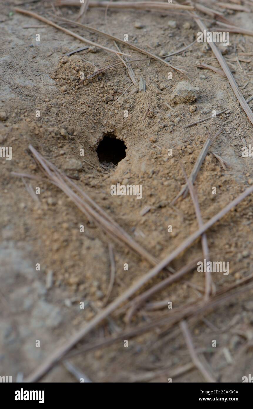 Ground nest wasp hi-res stock photography and images - Alamy