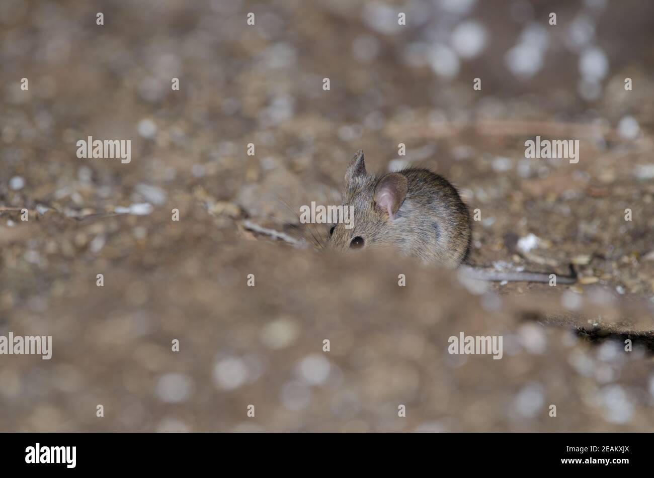 House mouse Mus musculus behind a rock Stock Photo - Alamy