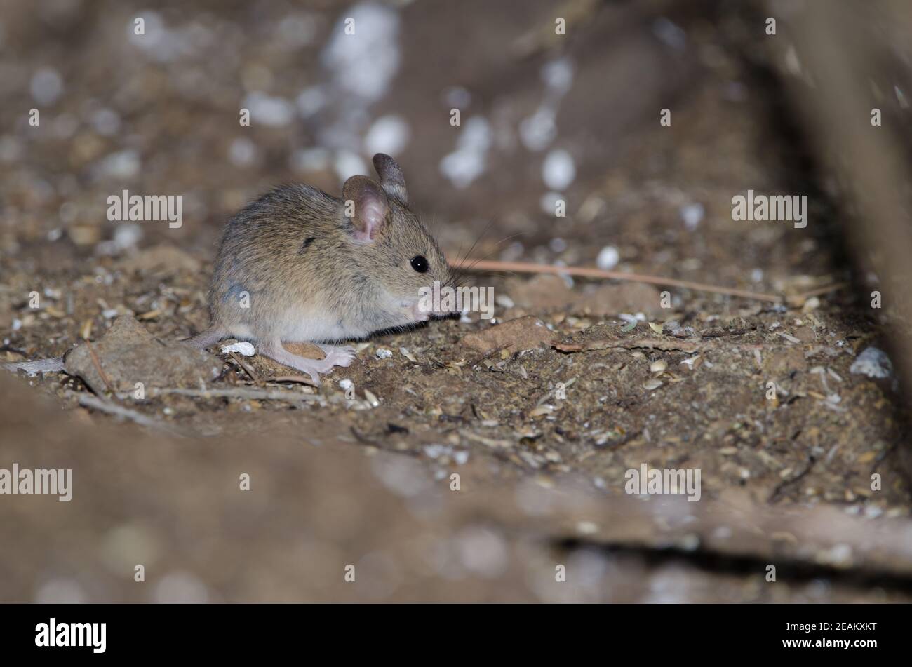 House mouse eating in The Nublo Rural Park Stock Photo - Alamy