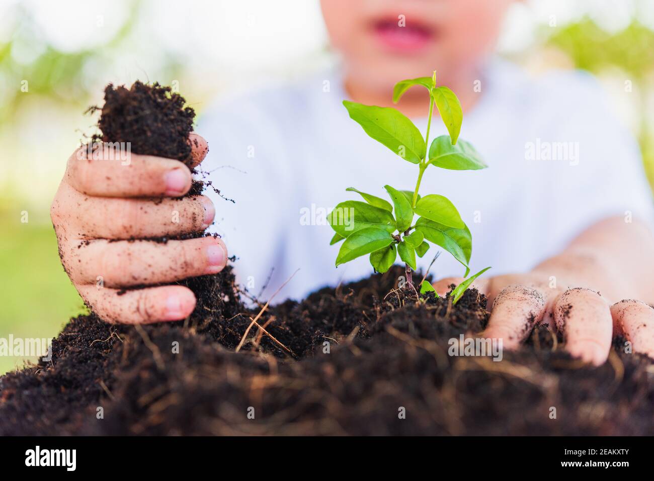 little child boy planting young tree on black soil Stock Photo - Alamy