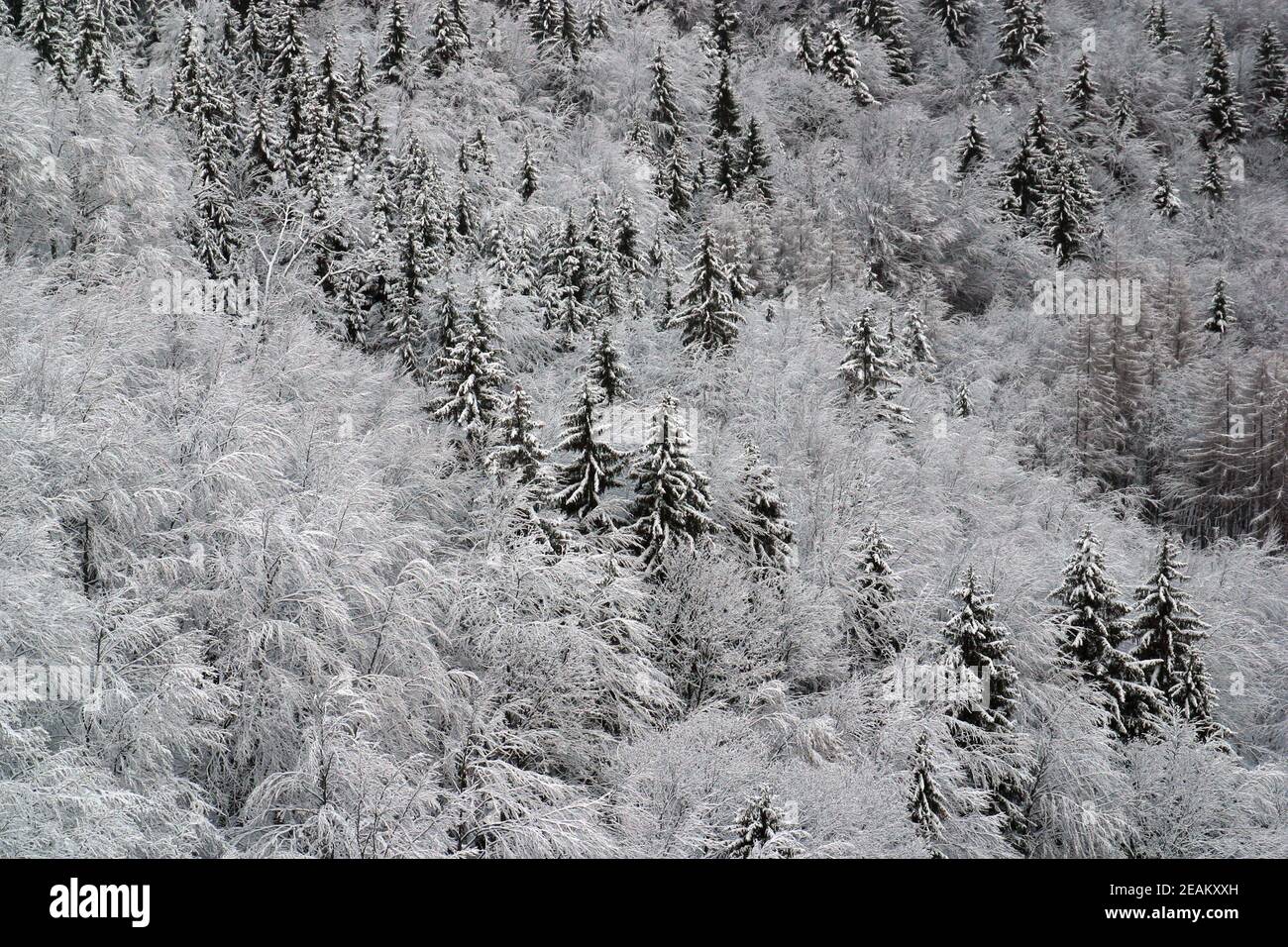 Winter landscape trees under snow Stock Photo - Alamy
