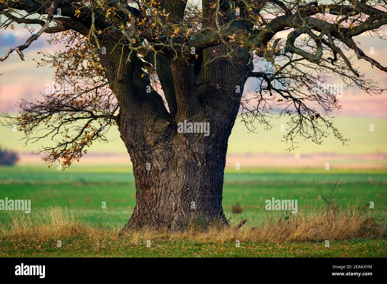 Old oak tree autumn leaves hi-res stock photography and images - Alamy Old oak tree autumn leaves hi-res stock photography and images - Alamy