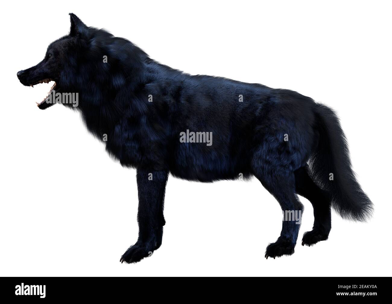 3D Rendering Black Wolf on White Stock Photo - Alamy