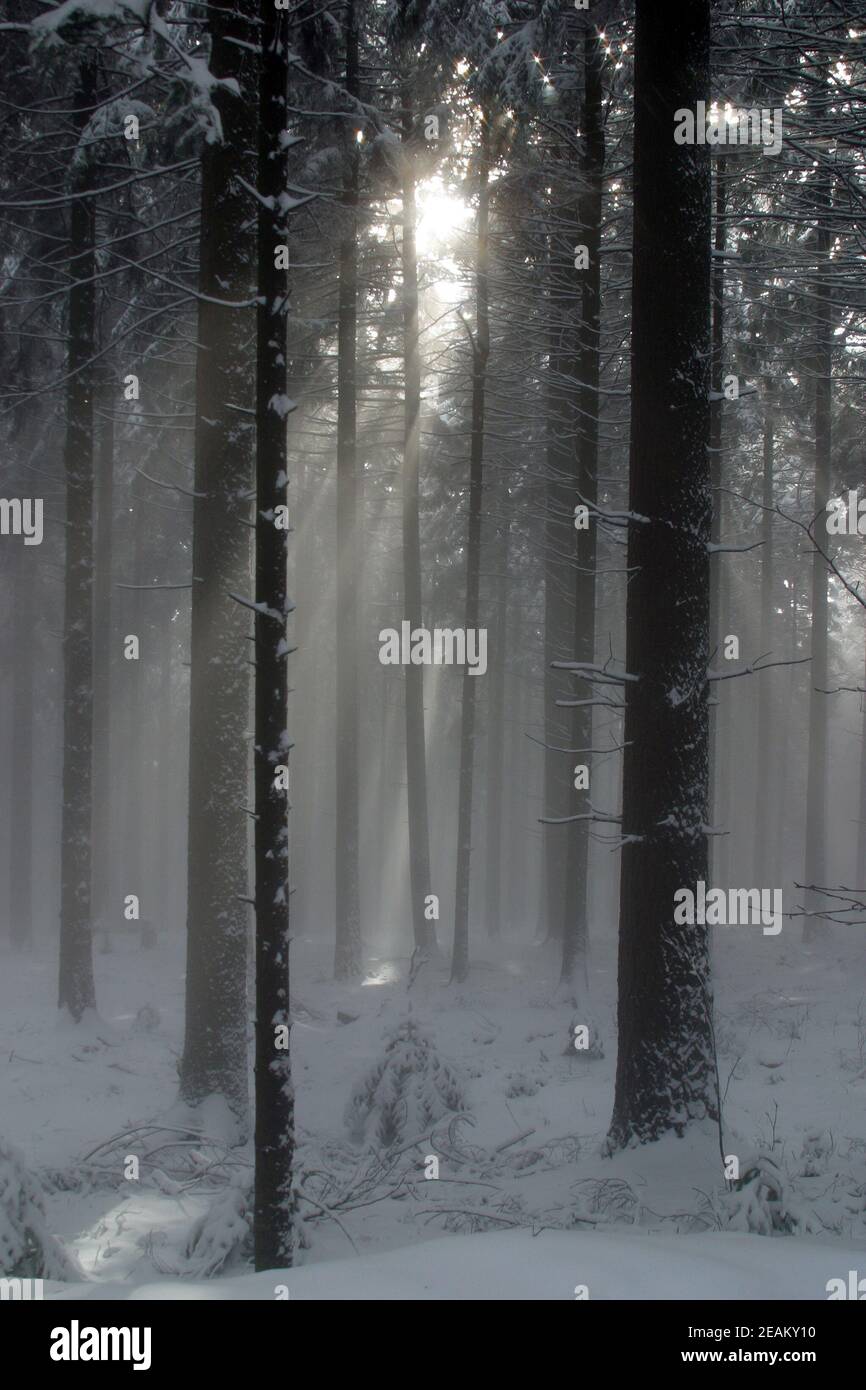 Winter landscape trees under snow Stock Photo - Alamy