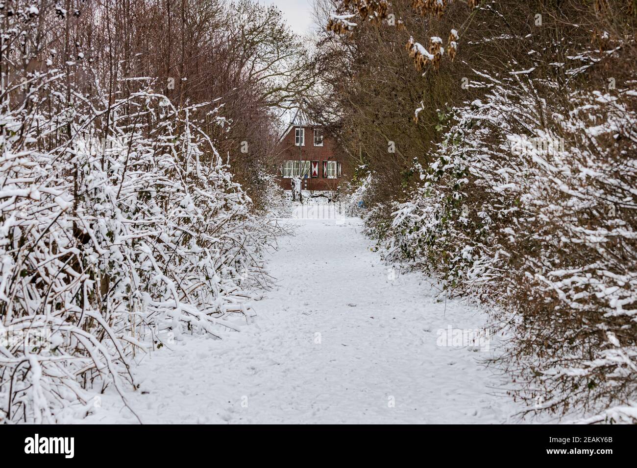 Dutch house in the snow at the end of a lane. Snow covered branches ...