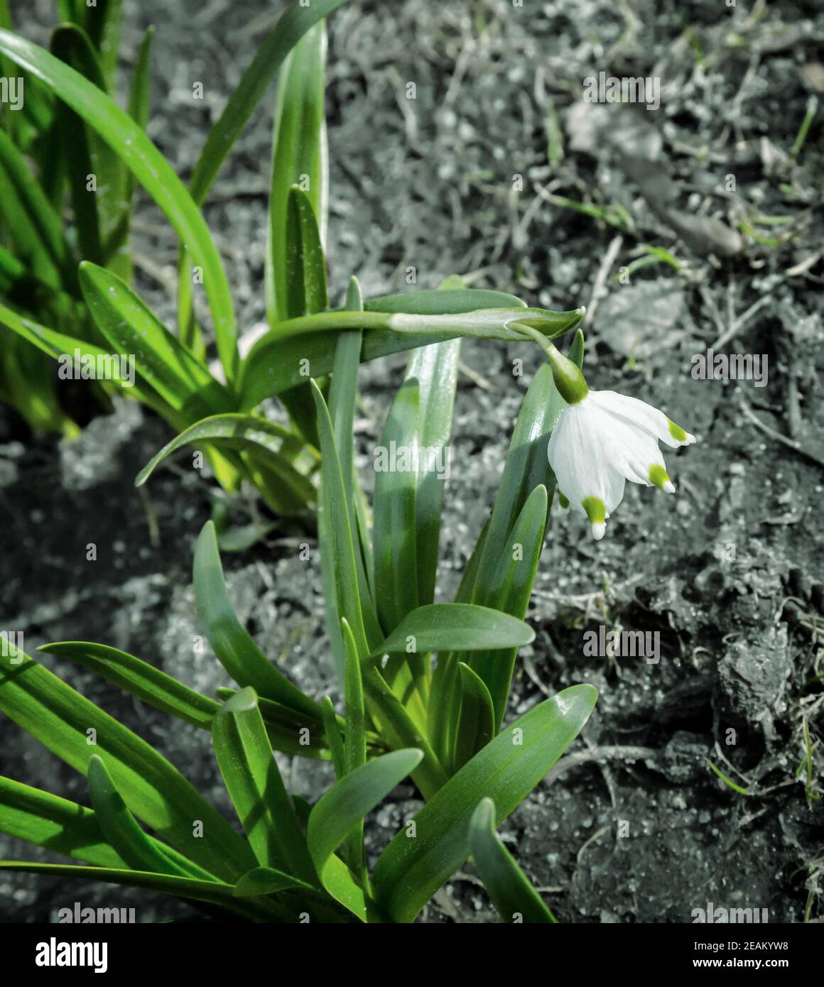 Snowdrops are the first spring flowers among the leaves Stock Photo - Alamy