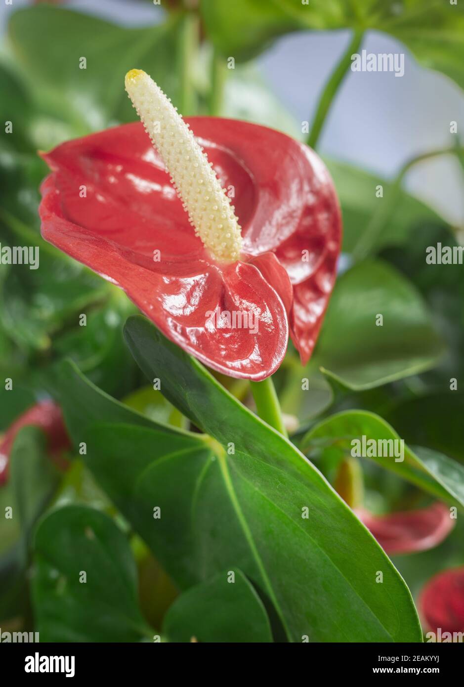 Beautiful bright red Anthurium flower among the leaves Stock Photo - Alamy
