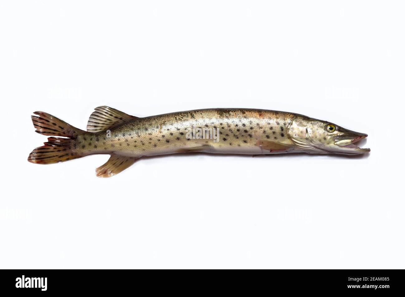 Pike fish with an open mouth lies on a white background Stock Photo - Alamy