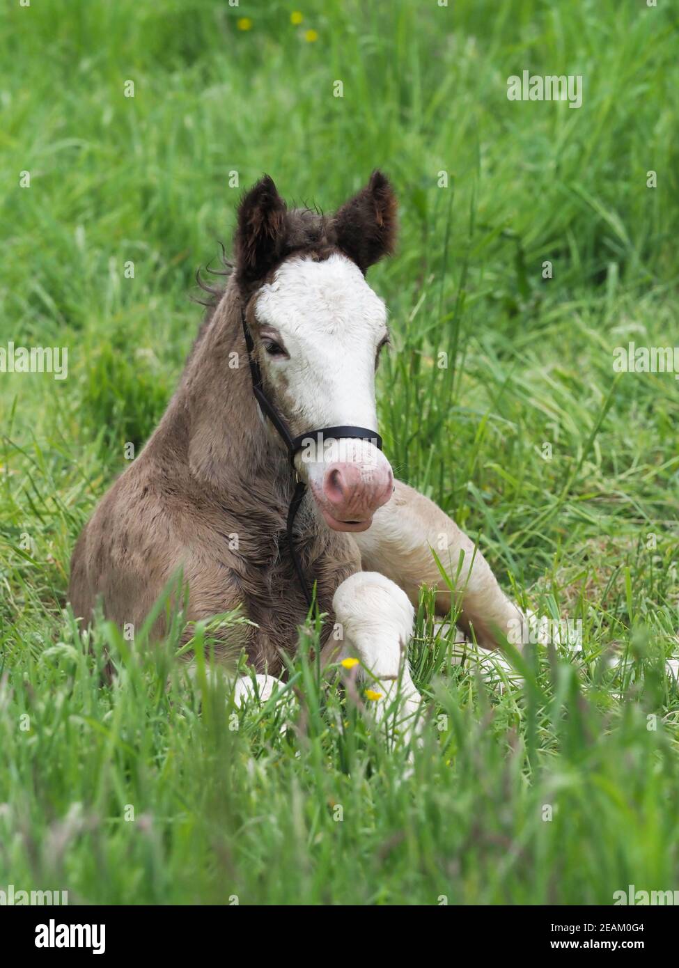 Horse laying down hi-res stock photography and images - Alamy