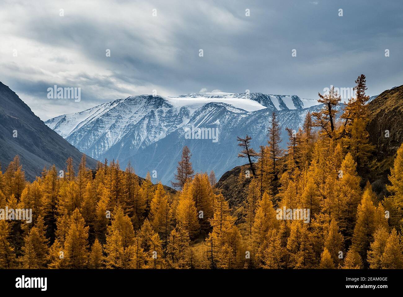 Coniferous trees in Altai Mountains. Landscape of forests and mountains ...