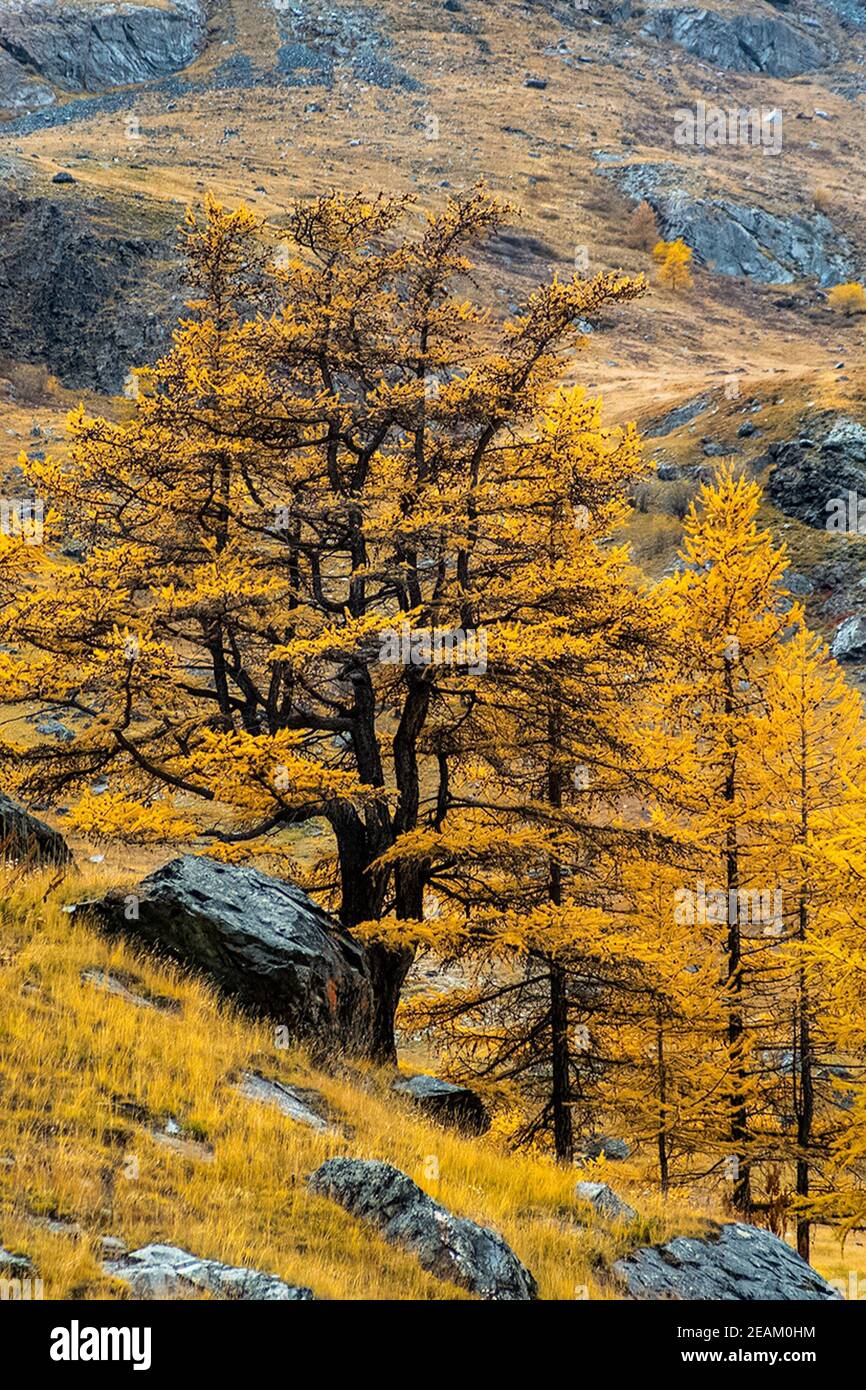 Hillside conifer woodland hi-res stock photography and images - Alamy