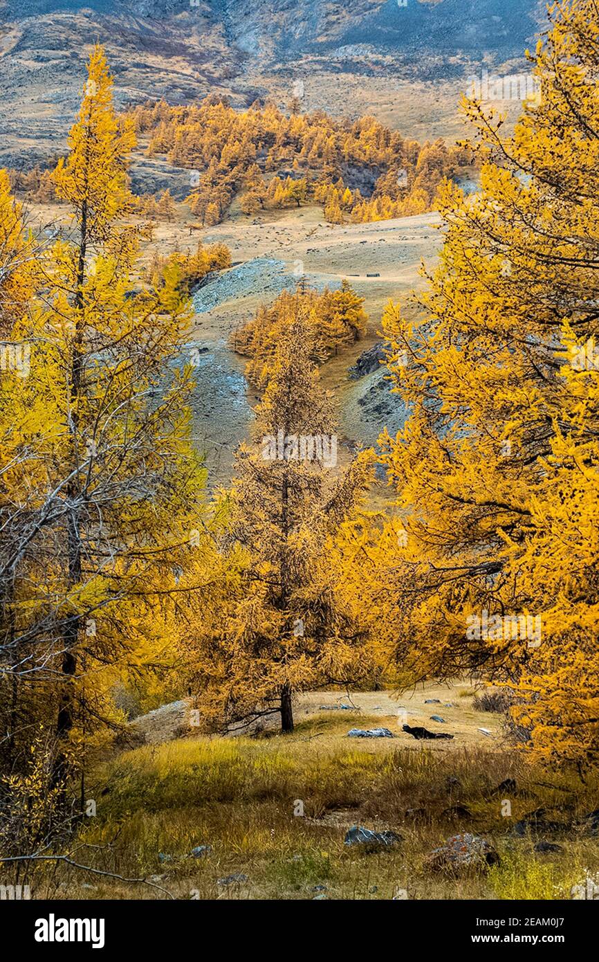 Altai mountains pine trees hi-res stock photography and images - Alamy