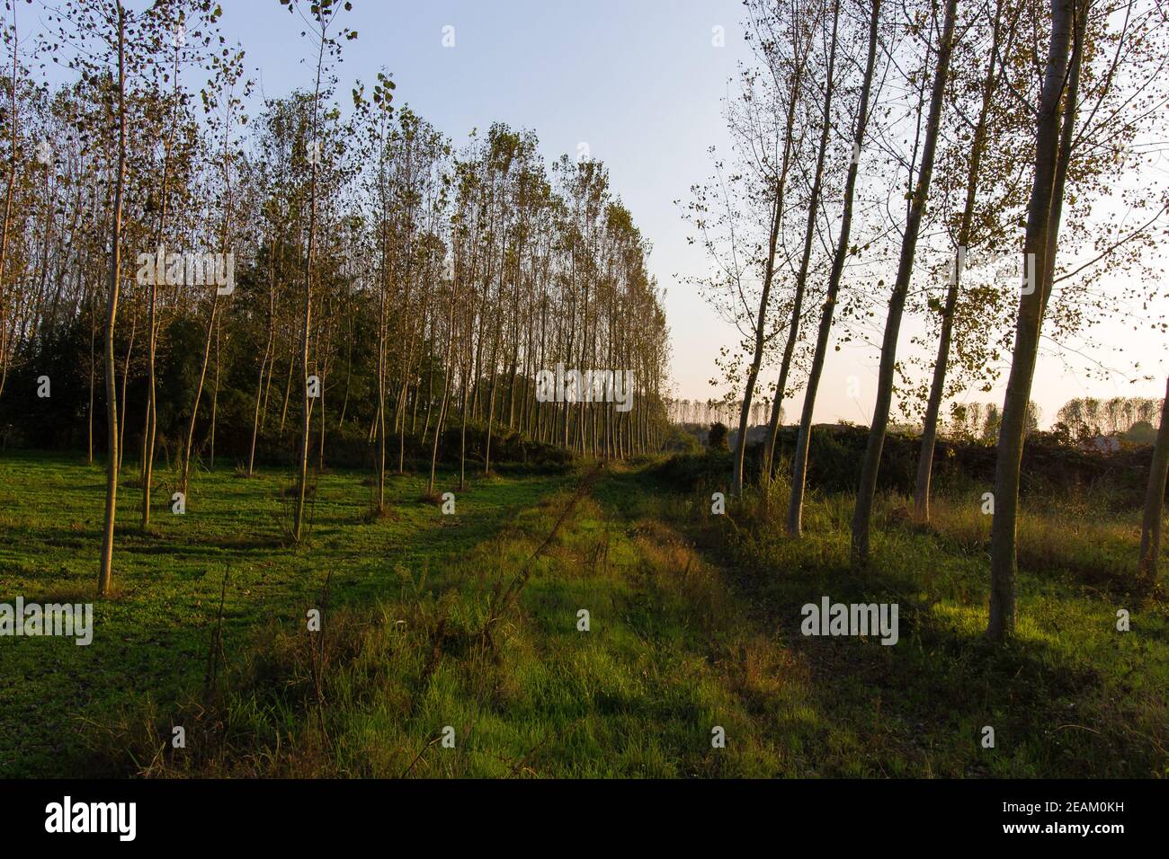 Birch poplar hi-res stock photography and images - Alamy