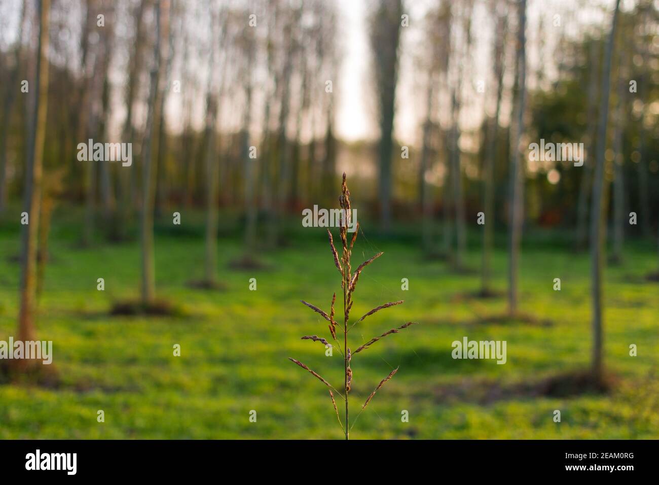 Poplar grove hi-res stock photography and images - Alamy