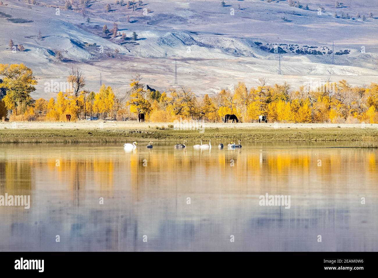 Altai trees hi-res stock photography and images - Alamy