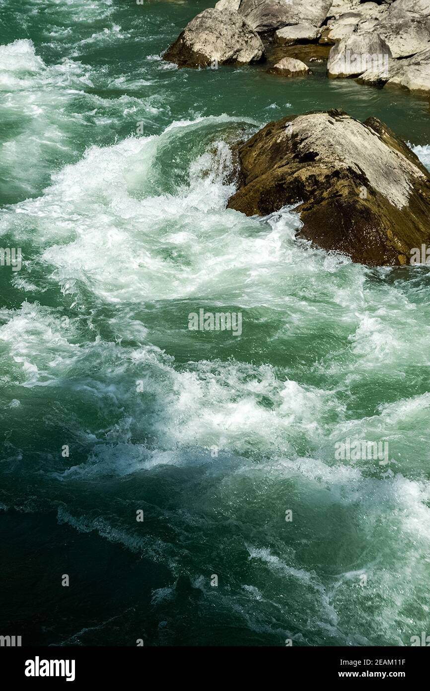 mountain river flows over the rocks. The rivers are altai. Nature is ...