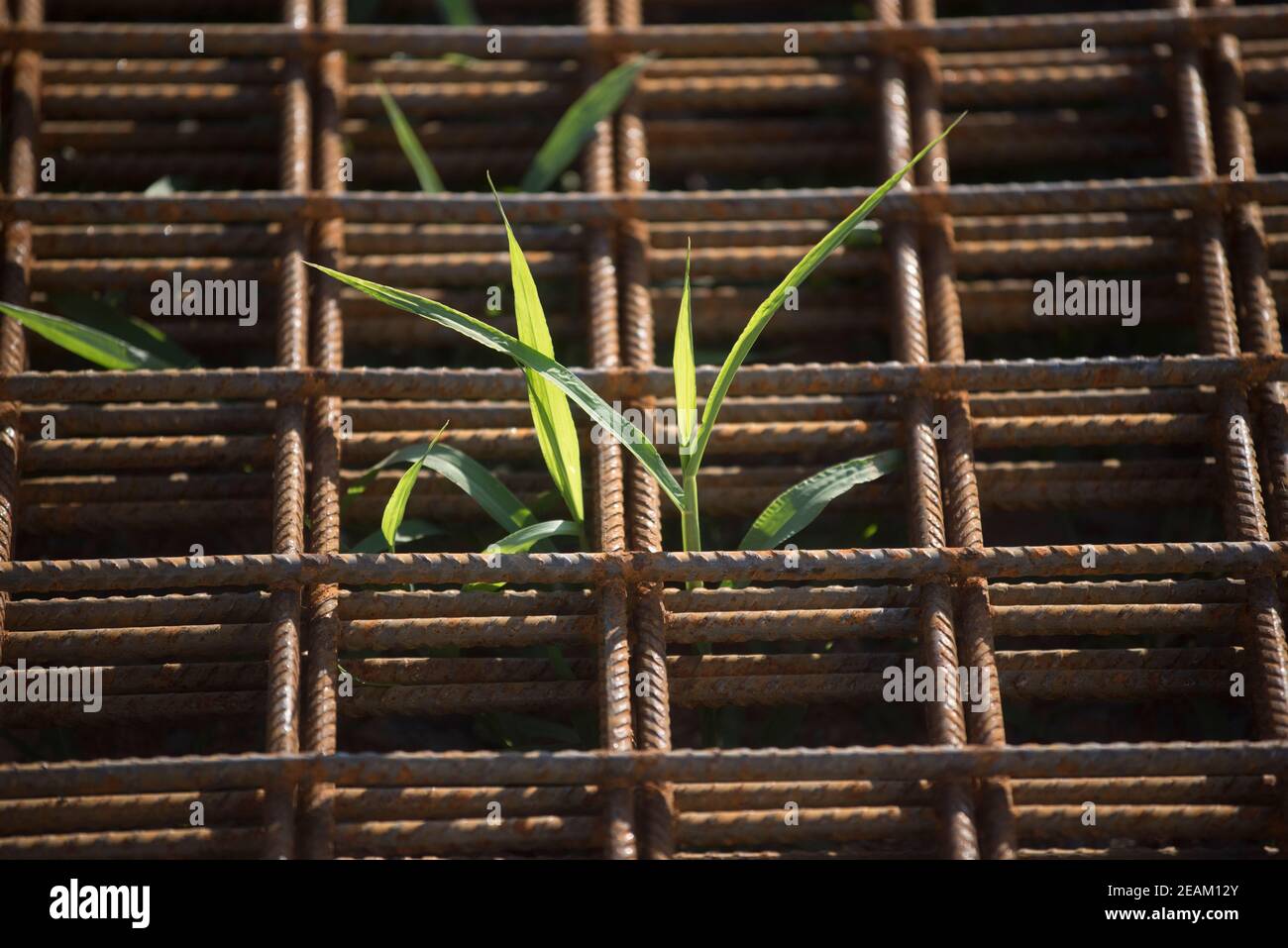 Vitality symbol hi-res stock photography and images - Alamy