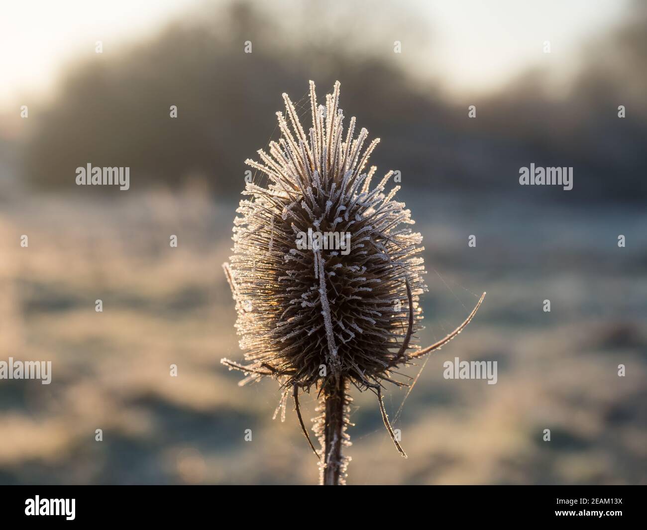 White Teasel High Resolution Stock Photography and Images - Alamy