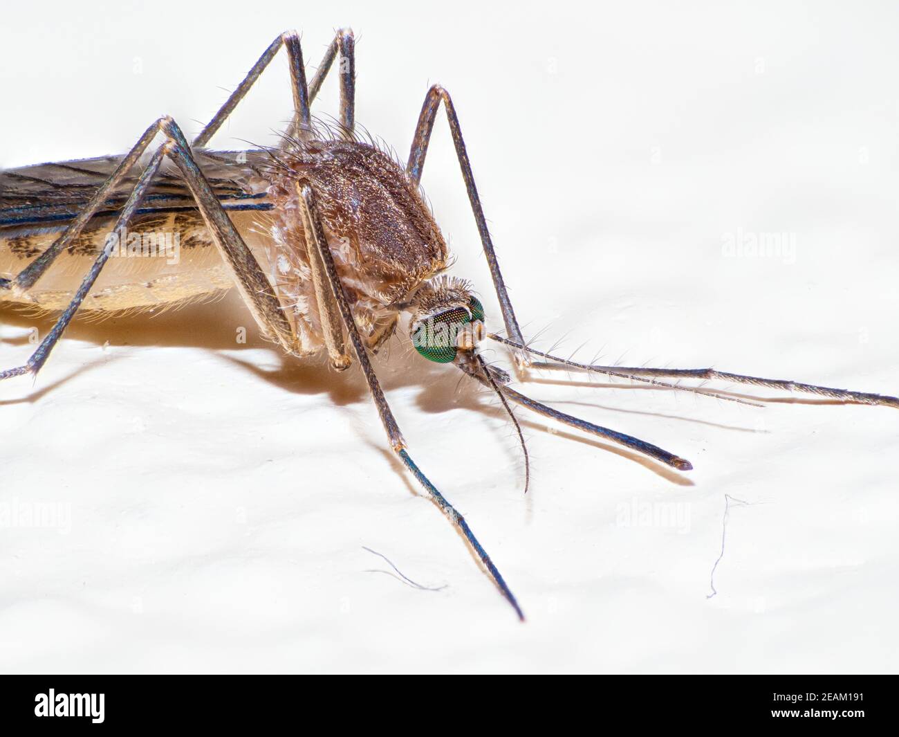 Common mosquito hi-res stock photography and images - Alamy