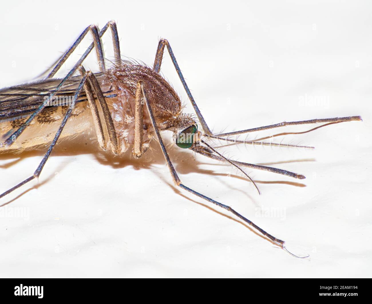 Common mosquito hi-res stock photography and images - Alamy