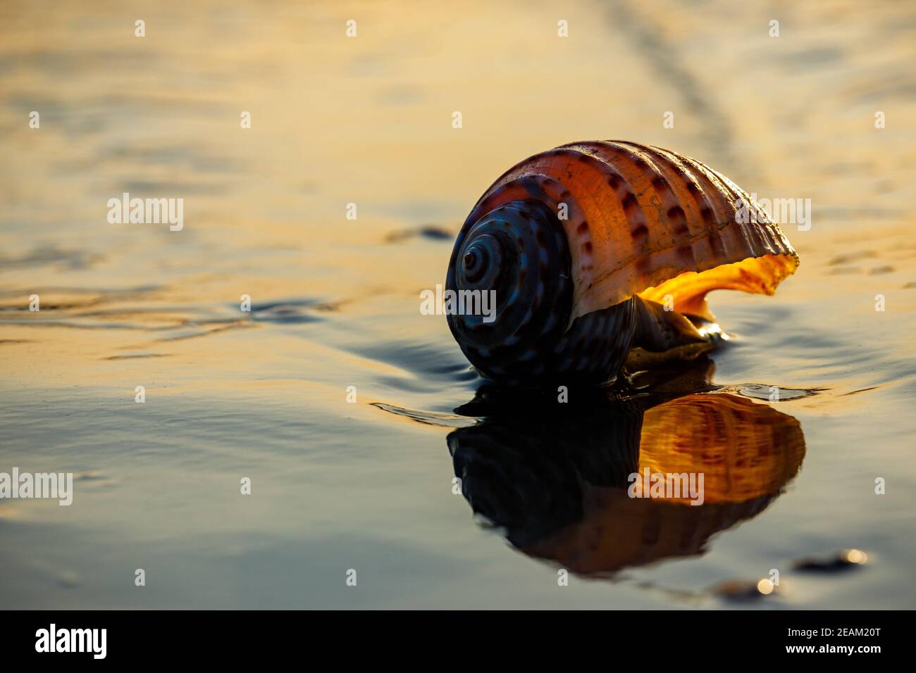Sea snail shells in sand hi-res stock photography and images - Alamy