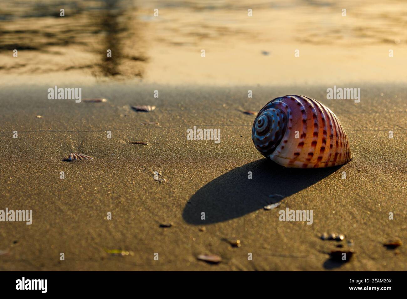 Blue ocean snail hi-res stock photography and images - Alamy