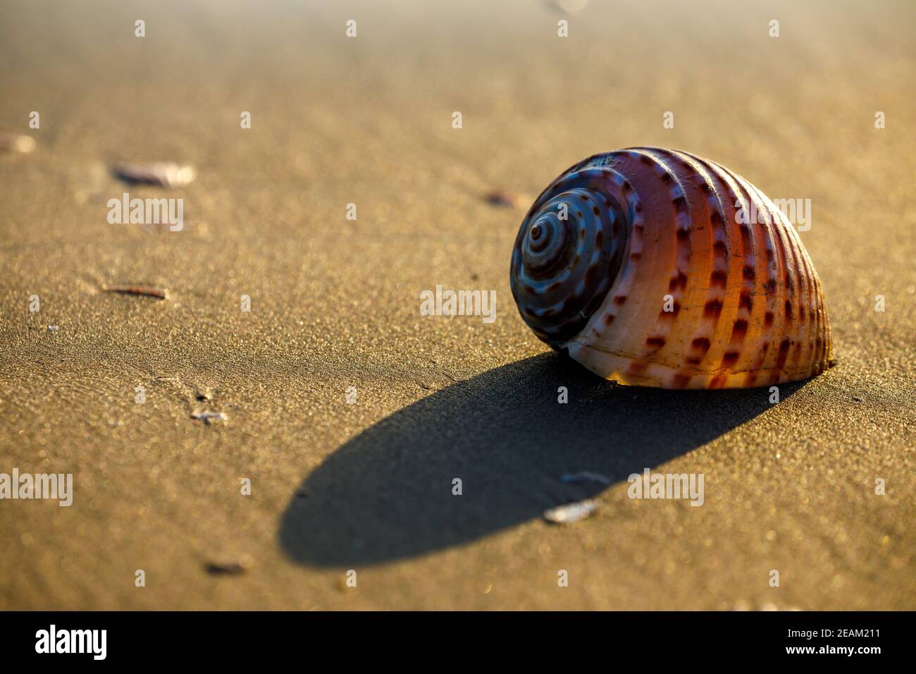 Sea snail shells in sand hi-res stock photography and images - Alamy
