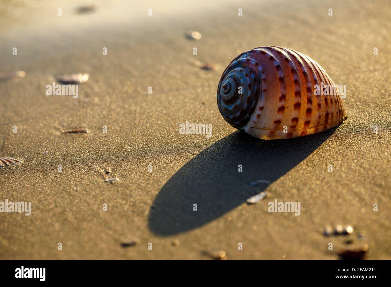 Sea Snail Shells In Sand High Resolution Stock Photography and Images ...
