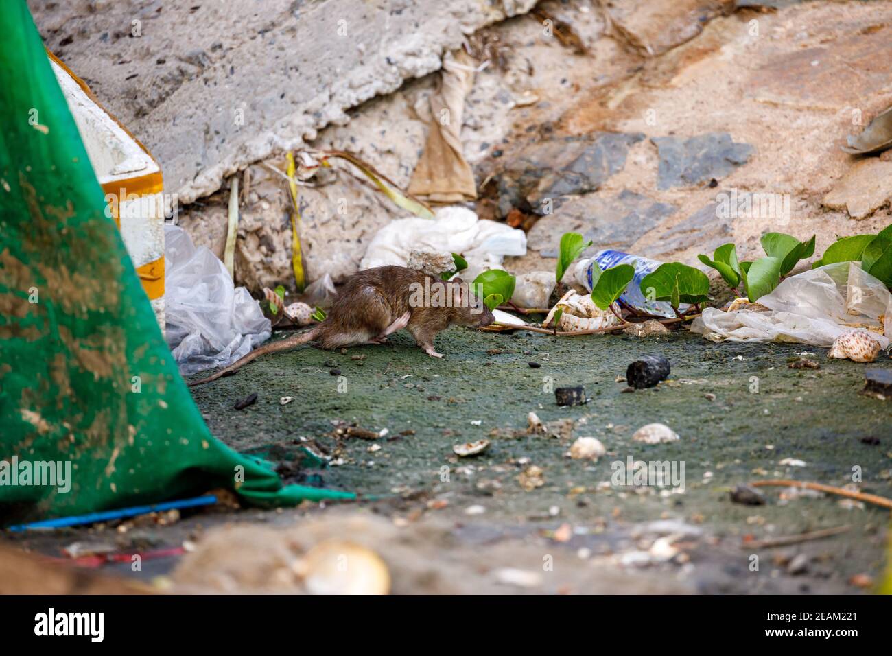 Rat wild hi-res stock photography and images - Alamy