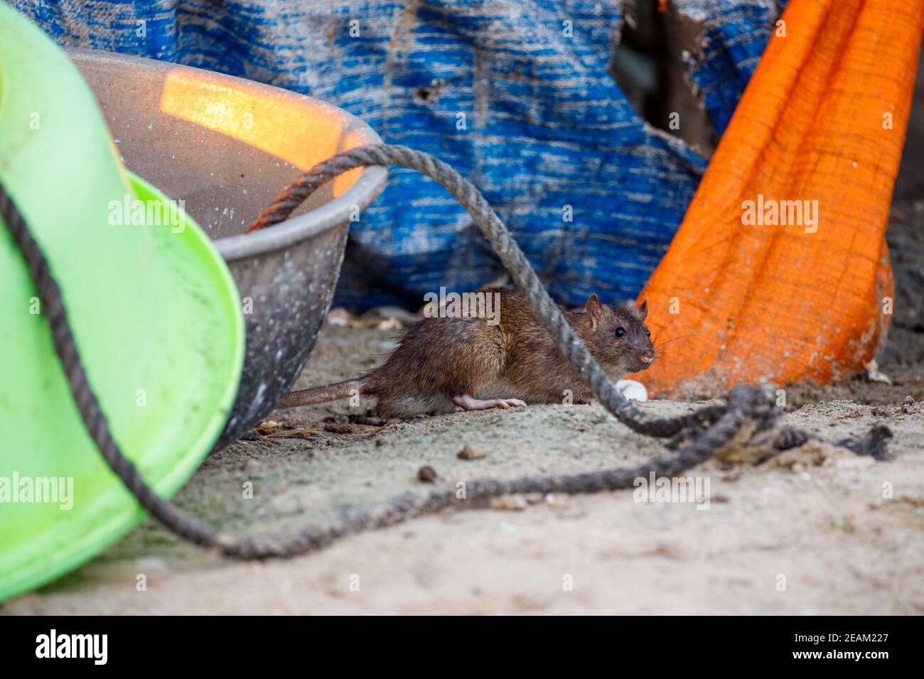 Animal wildlife rat hi-res stock photography and images - Alamy