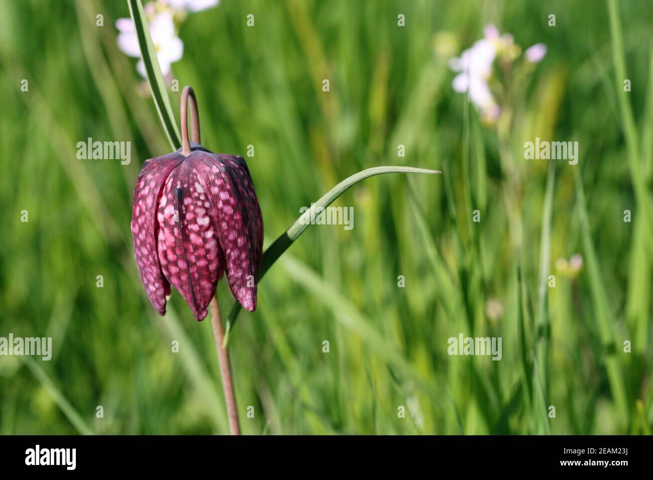 Pink snakes head fritillary flower Stock Photo - Alamy