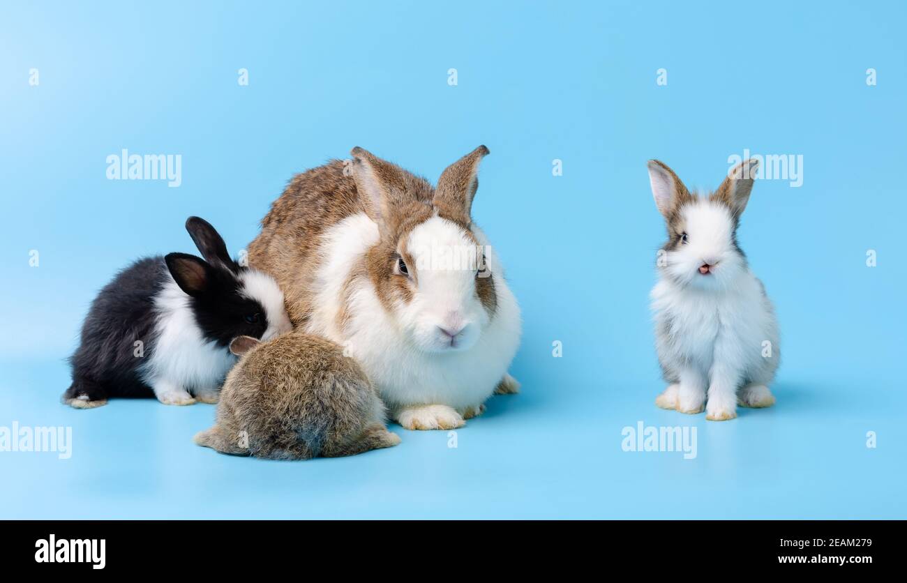 Mother rabbit hi-res stock photography and images - Alamy