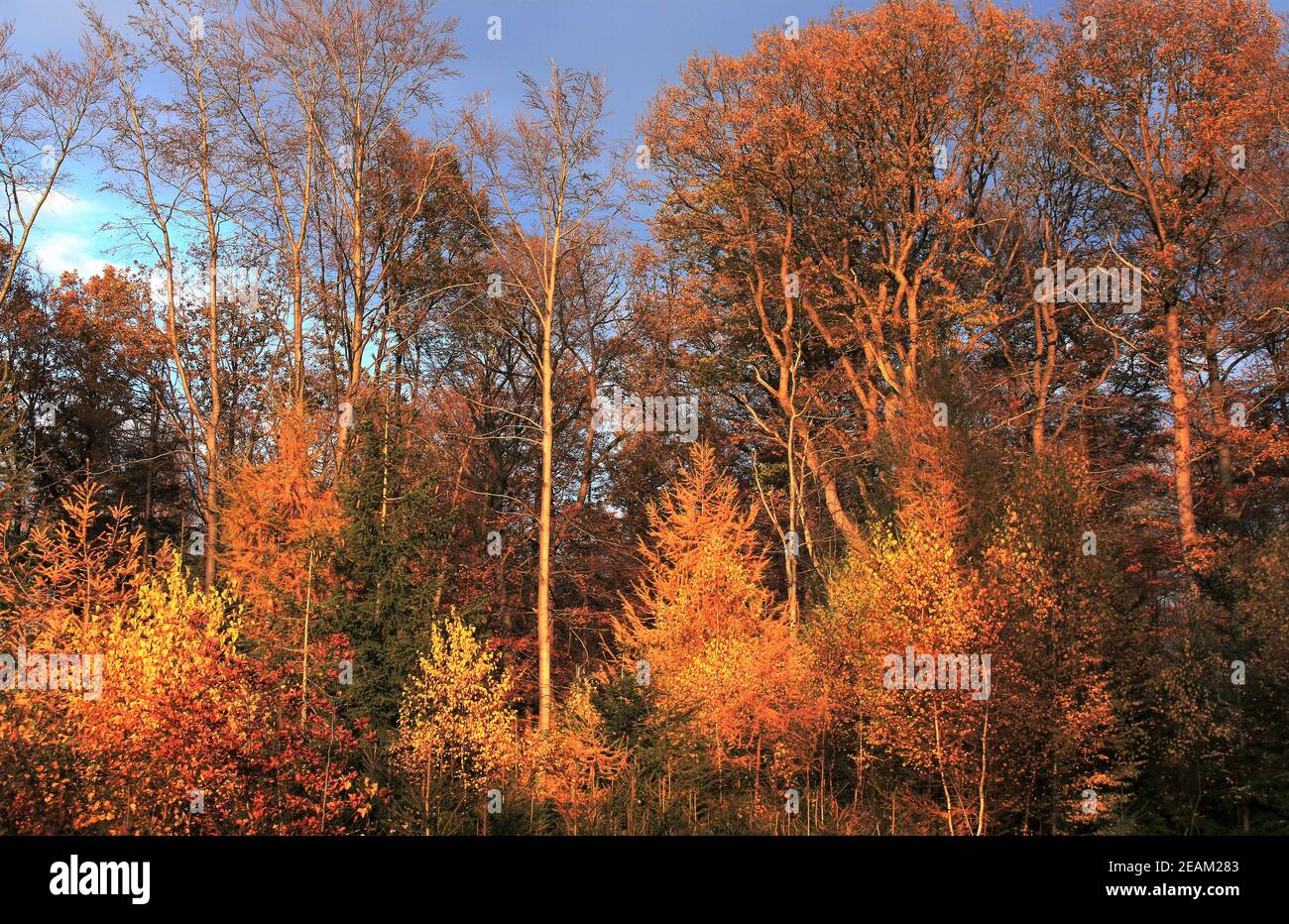 Foliage and foliage mixed forests hi-res stock photography and images ...