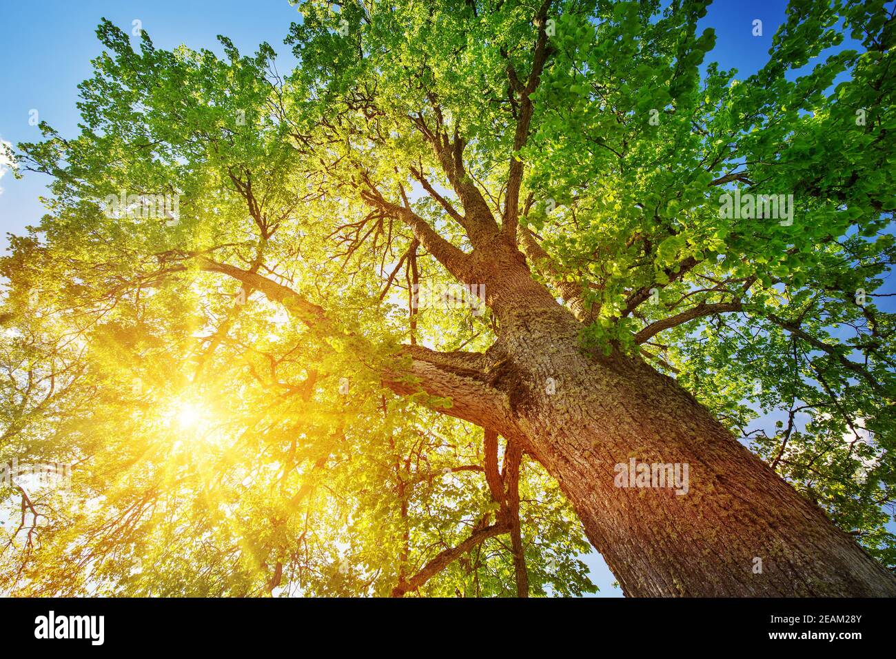 High above tree in morning hi-res stock photography and images - Alamy