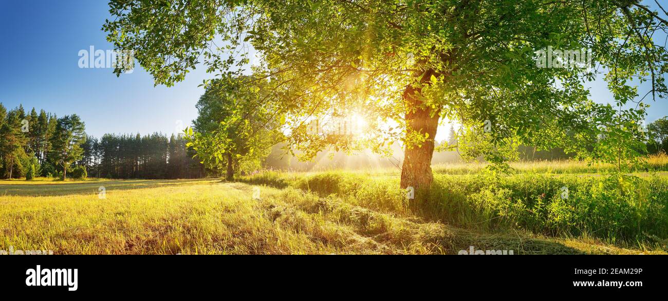 Beautiful summer park morning view hi-res stock photography and images ...