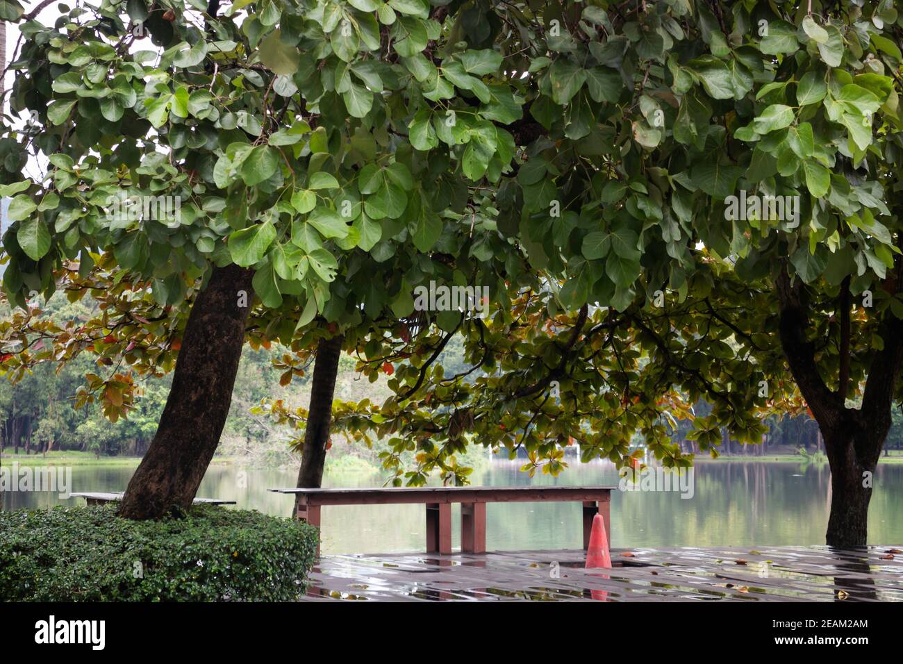 Green tree in summer field Stock Photo - Alamy