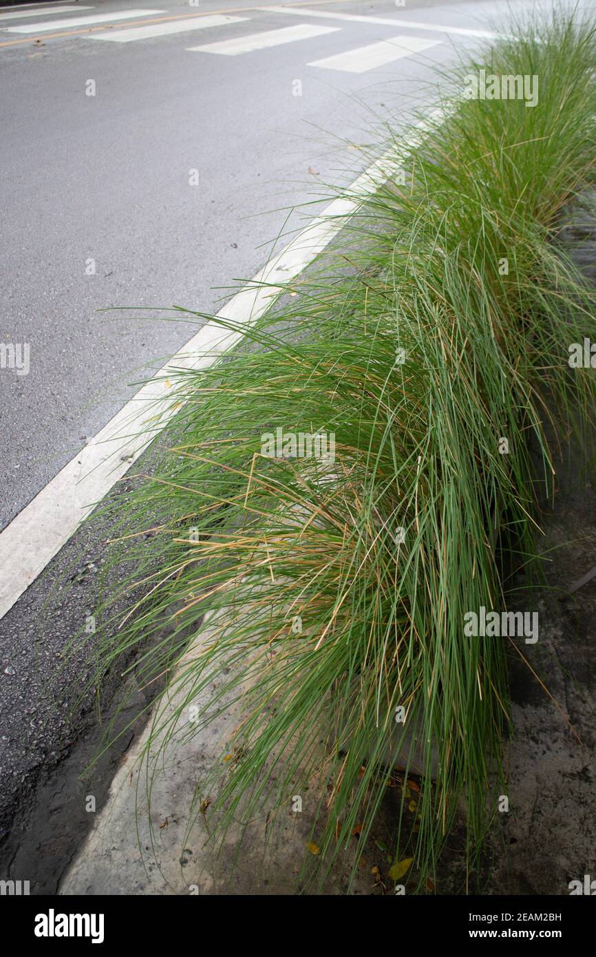 Nature view of reeds grass Stock Photo - Alamy
