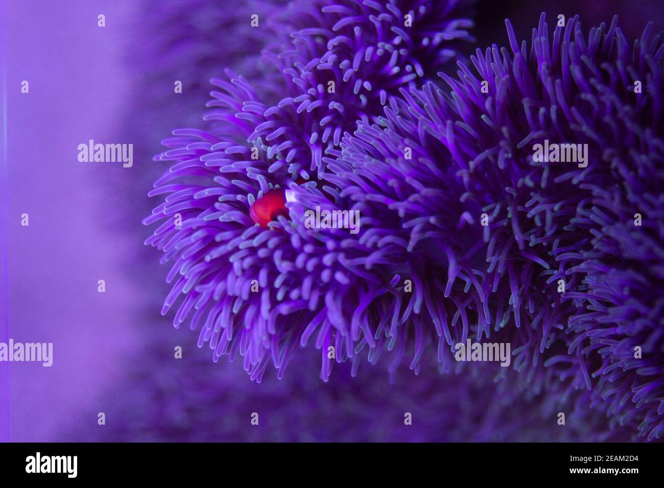 Anemone fish with anemone,Sea anemone and clown fish in marine aquarium ...