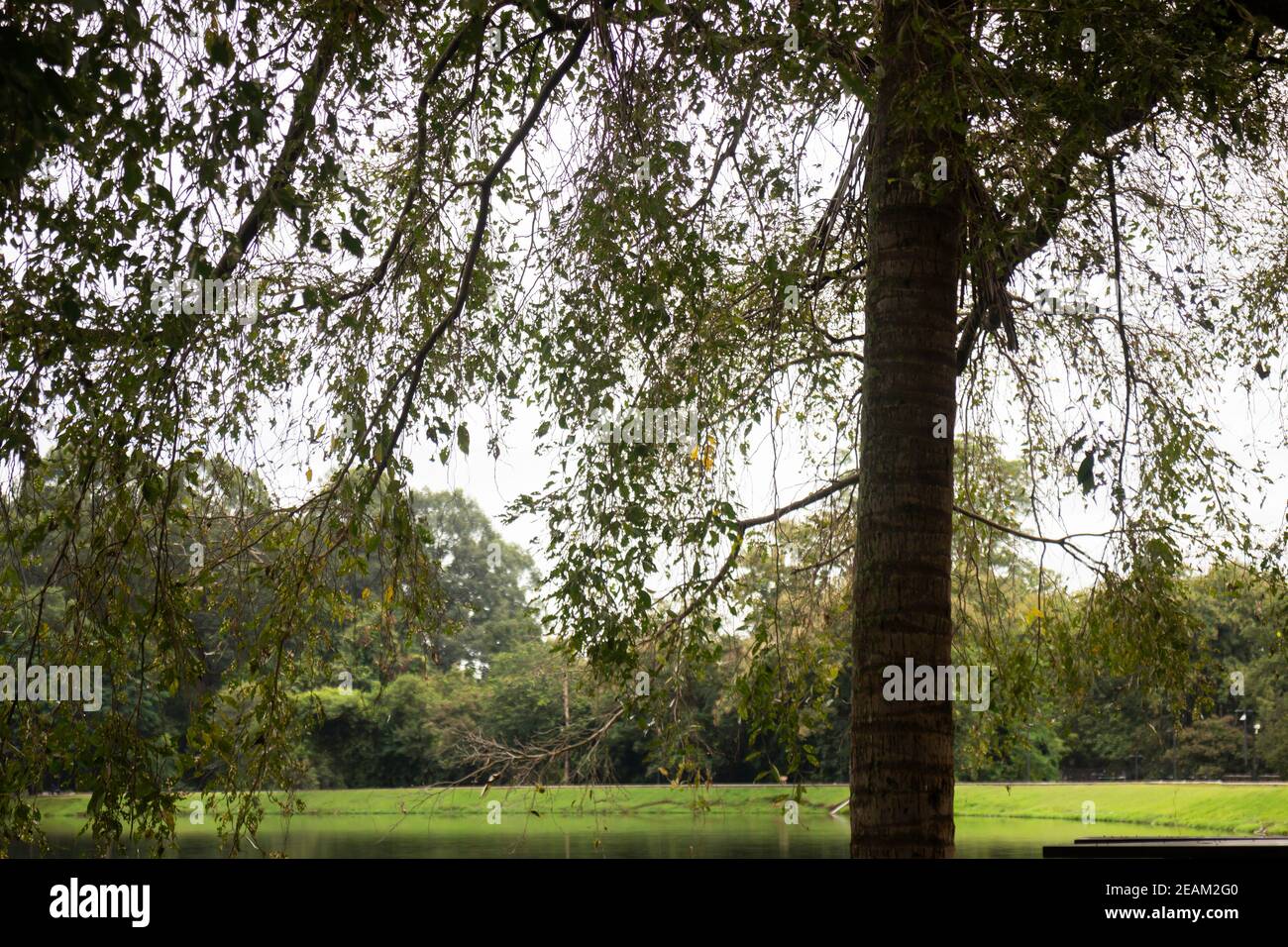 Green tree in summer field Stock Photo - Alamy