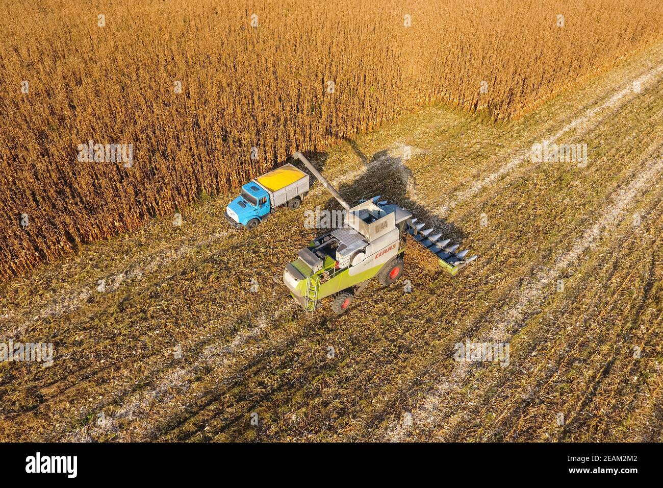 Combine harvester pours corn grain into the truck body. Harvester ...