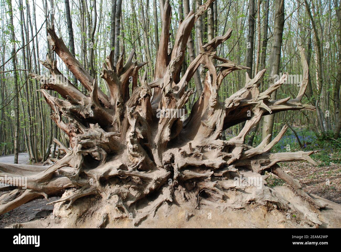 The exposed roots of a fallen tree at Bedgebury Pinetum in Kent ...