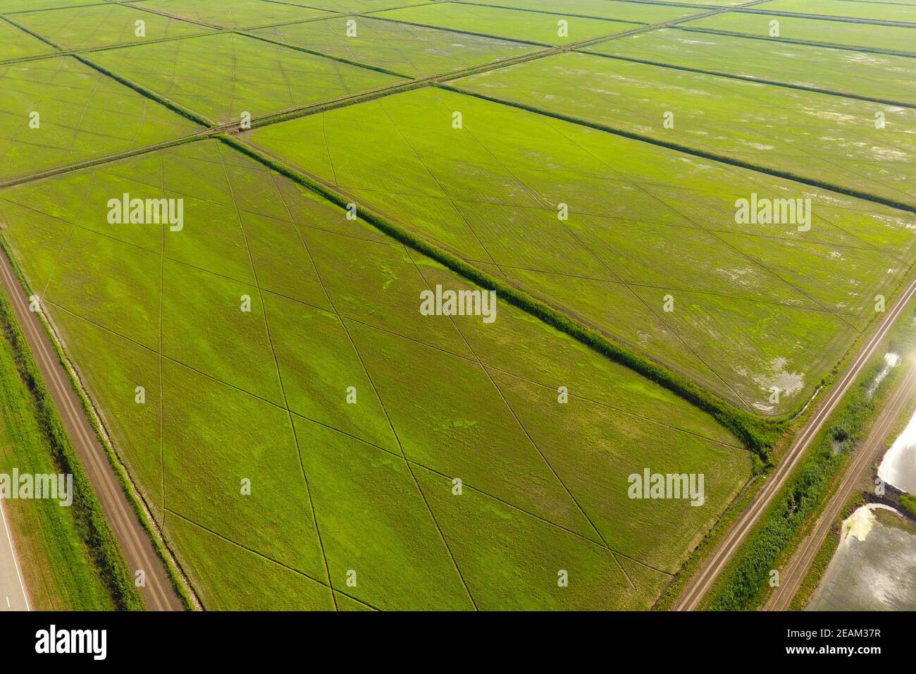 The rice fields are flooded with water. Flooded rice paddies. Agronomic ...