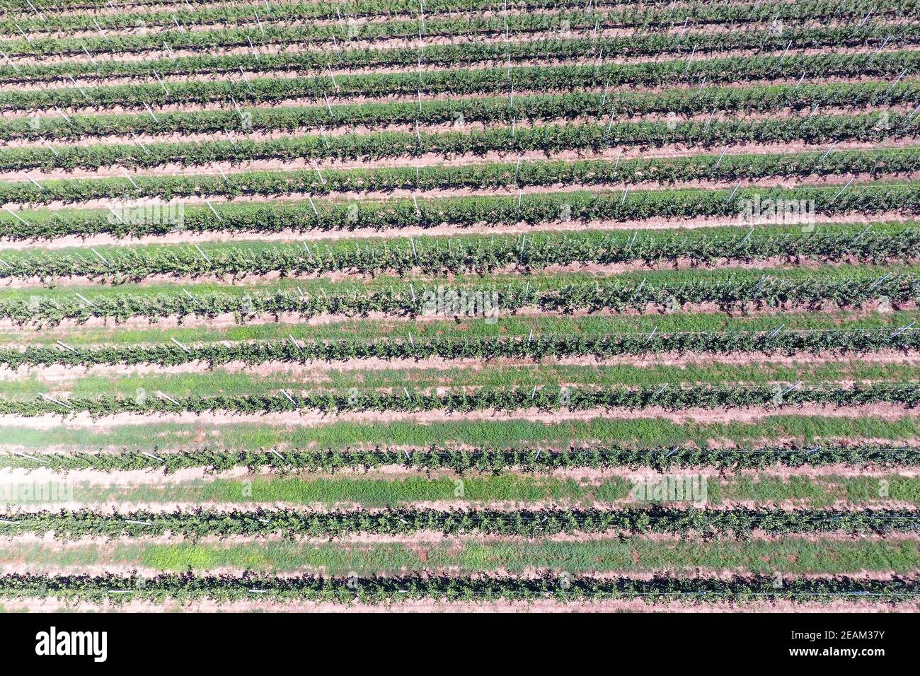 Top view alley trees in hi-res stock photography and images - Alamy