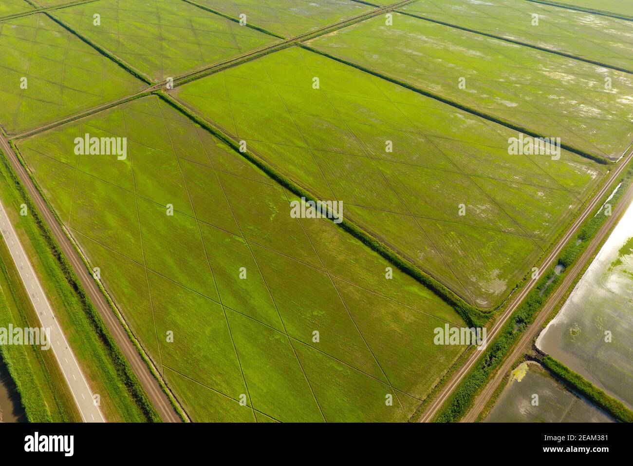 The rice fields are flooded with water. Flooded rice paddies. Agronomic ...