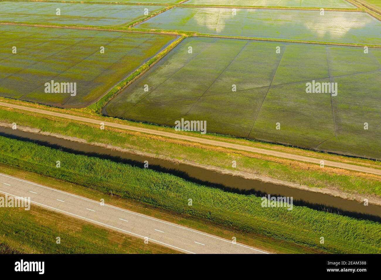 The rice fields are flooded with water. Flooded rice paddies. Agronomic ...