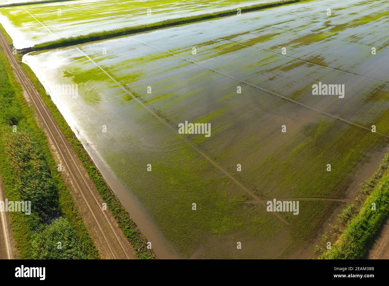 The rice fields are flooded with water. Flooded rice paddies. Agronomic ...