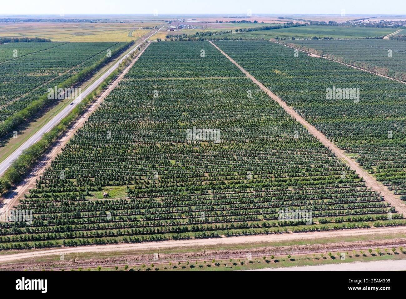 Rows of trees in the garden. Aerophotographing, top view Stock Photo ...